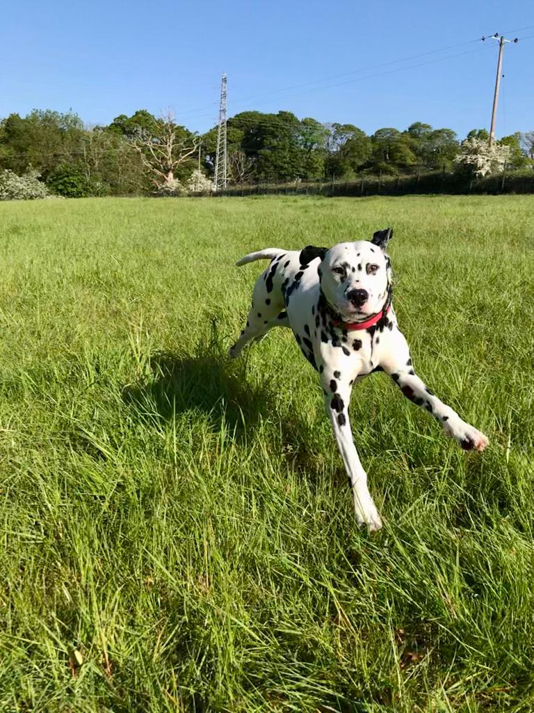 About Us - Checkhill Farm Dog Field