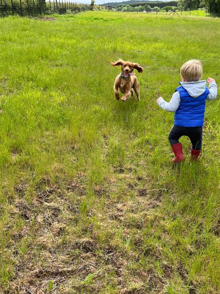 About Us - Checkhill Farm Dog Field