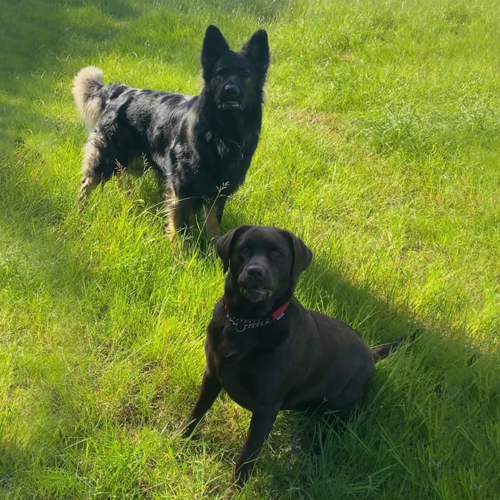 Checkhill Farm Dog Field & Woodland Walk | Secure Dog Exercise