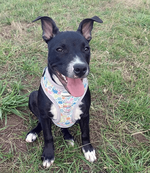Checkhill Farm Dog Field & Woodland Walk | Secure Dog Exercise